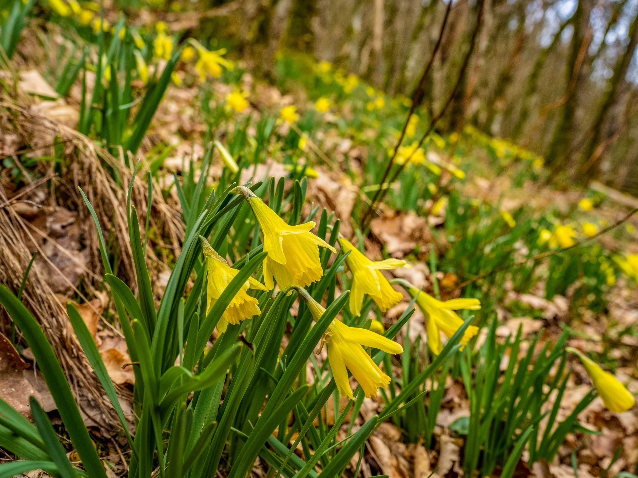 Via Botanica - Visit Luxembourg