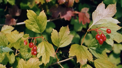 Kirchberg Arboretum - Beeches, oaks and native woody plants - Visit ...