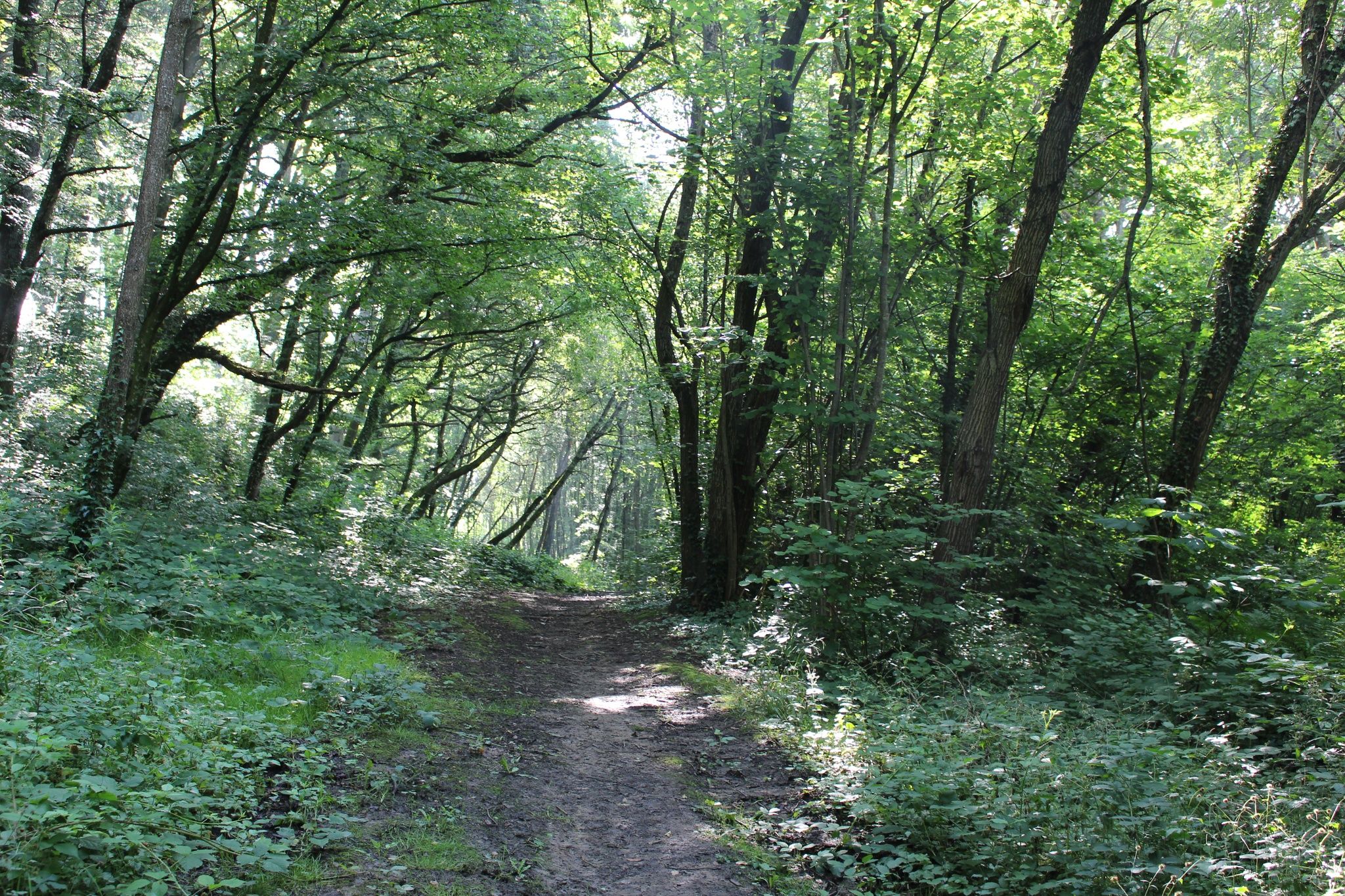 Auto-pédestre trail Bergem - Visit Luxembourg