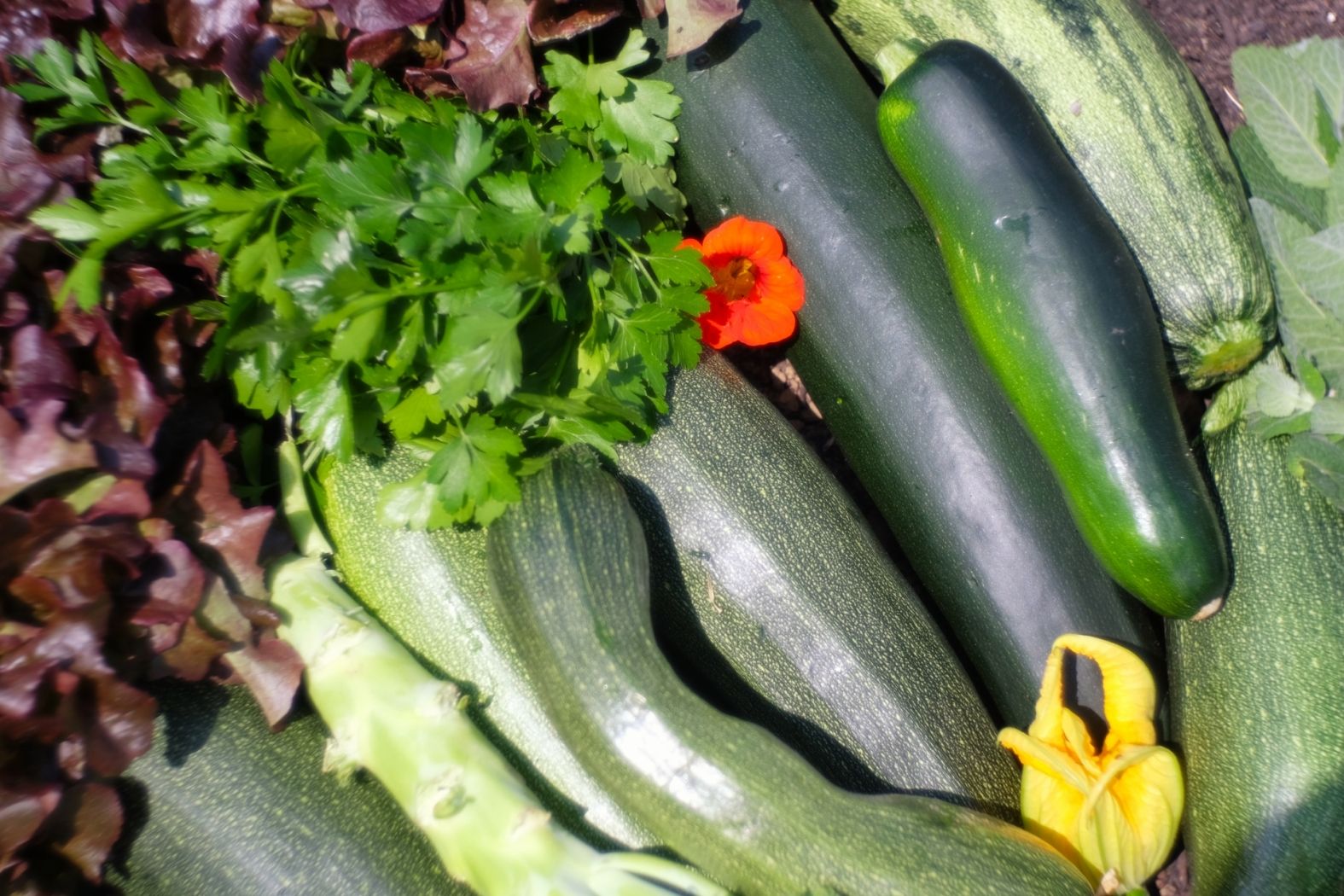 Famille Weydert Fromburgerhof (35m2) - Visit Luxembourg