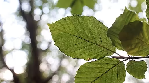 Arboretum Kirchberg - Eichen und Buchen - Visit Luxembourg